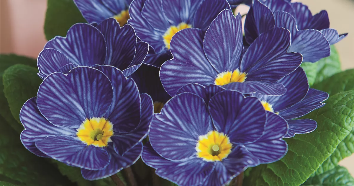 Bayern-Primel, Zebra-Primel, blau-weiß