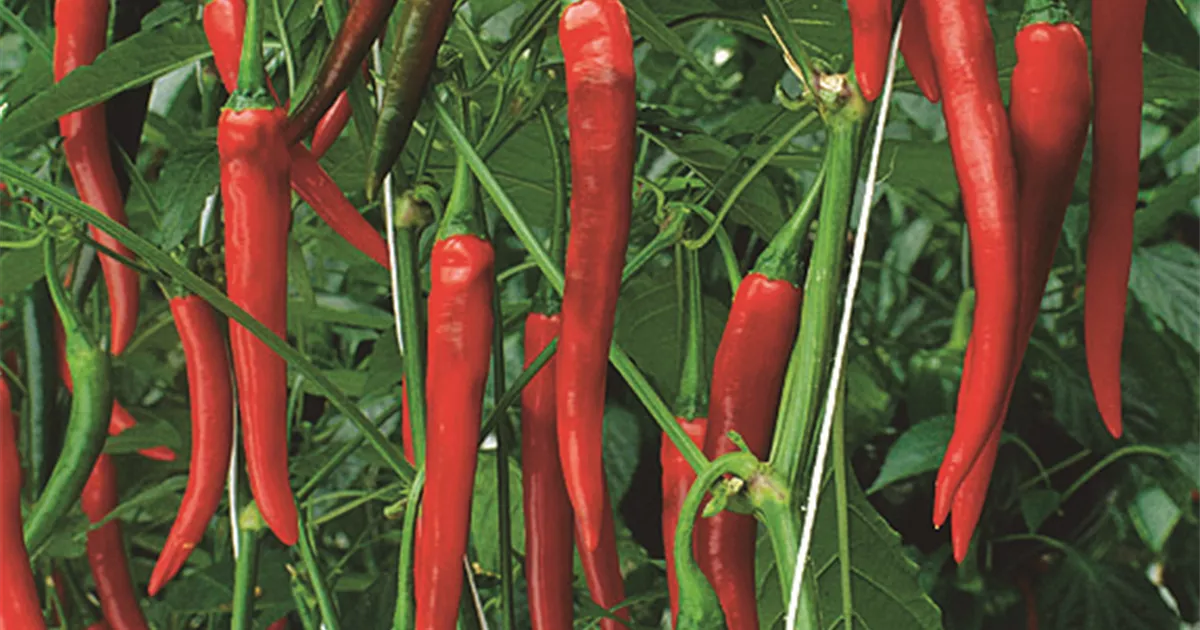 Peperoni 'Fireflame', scharf