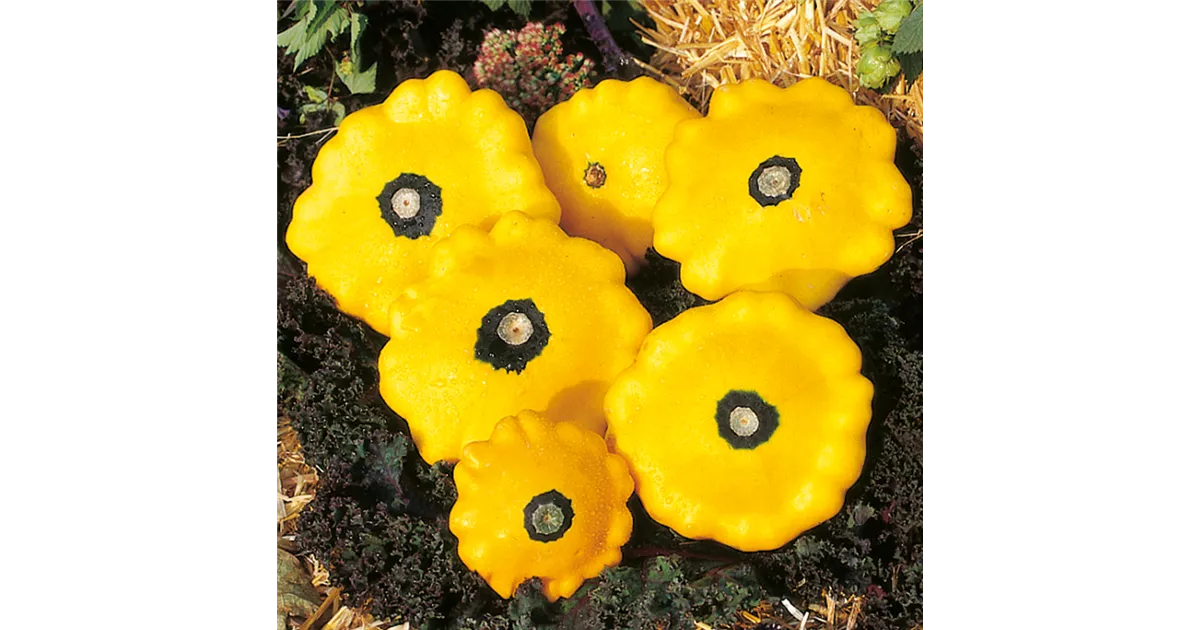 Patisson-Zucchini 'Sunburst F1', gelb