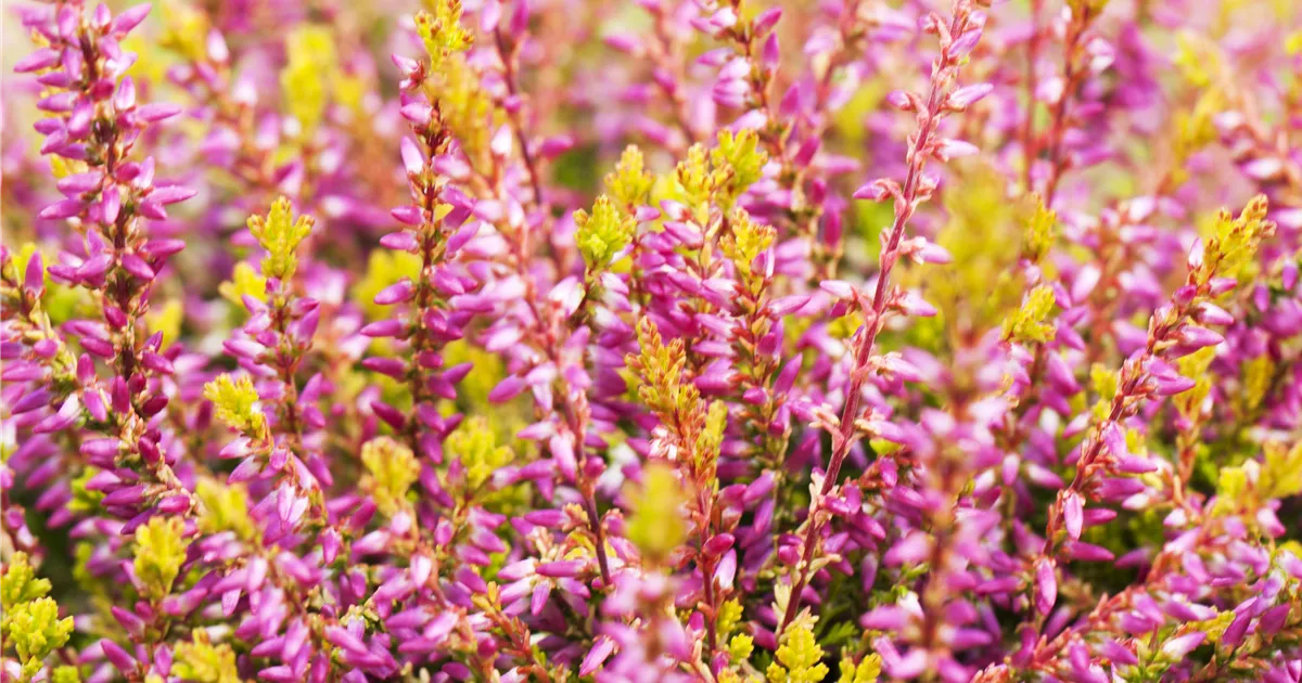 Calluna vulgaris 'Bonita' pink-lila