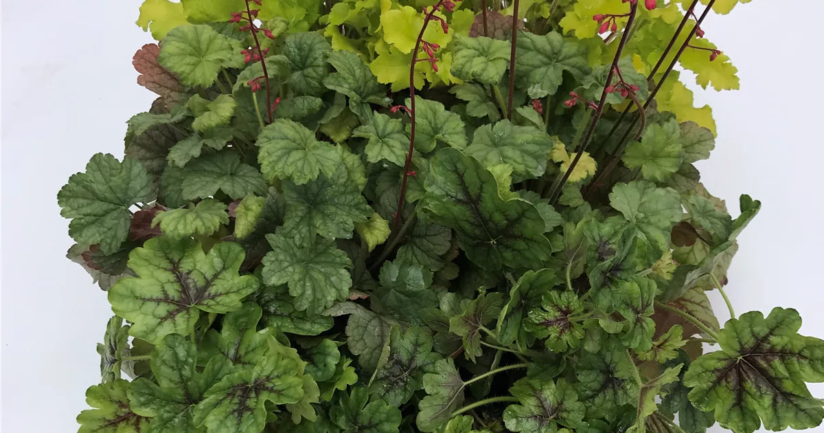 Heuchera Mix Set grün