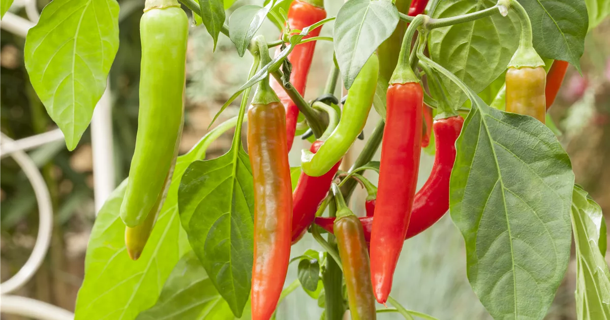 Capsicum annuum 'Pick a Hot® Pep Tricolor'