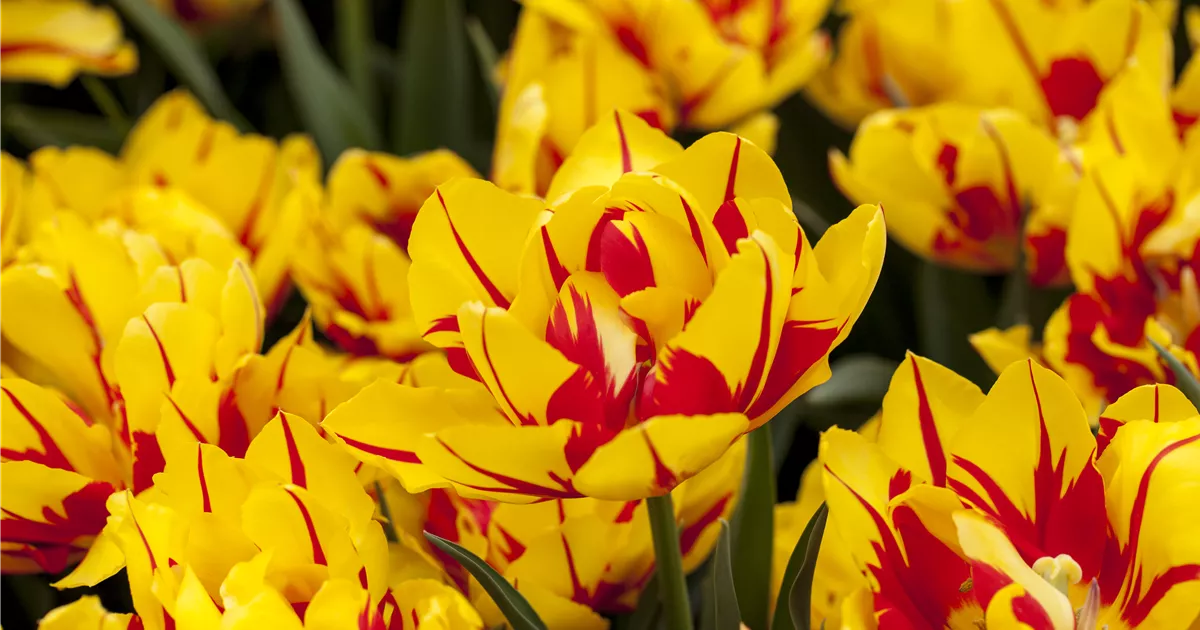 10 Blumenzwiebel - Gefüllte frühe Tulpe 'Monsella'