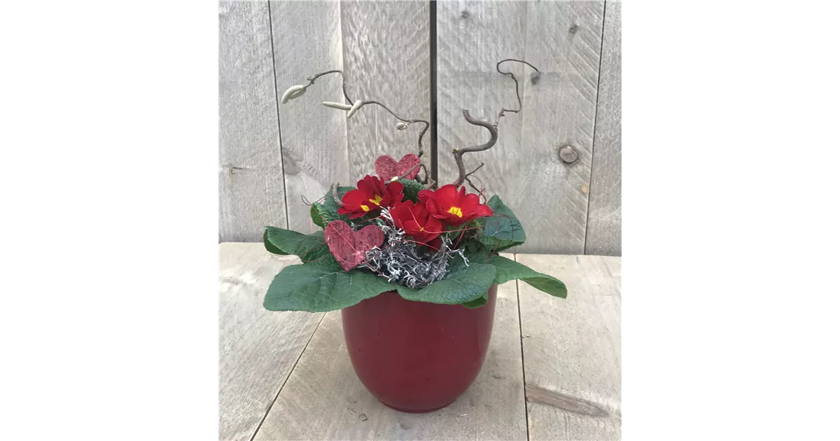 Primel-Arrangement "Lady in Red"