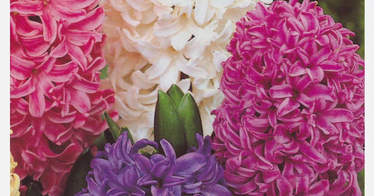 Hyazinthe 3er Tuff Trio Farbmix