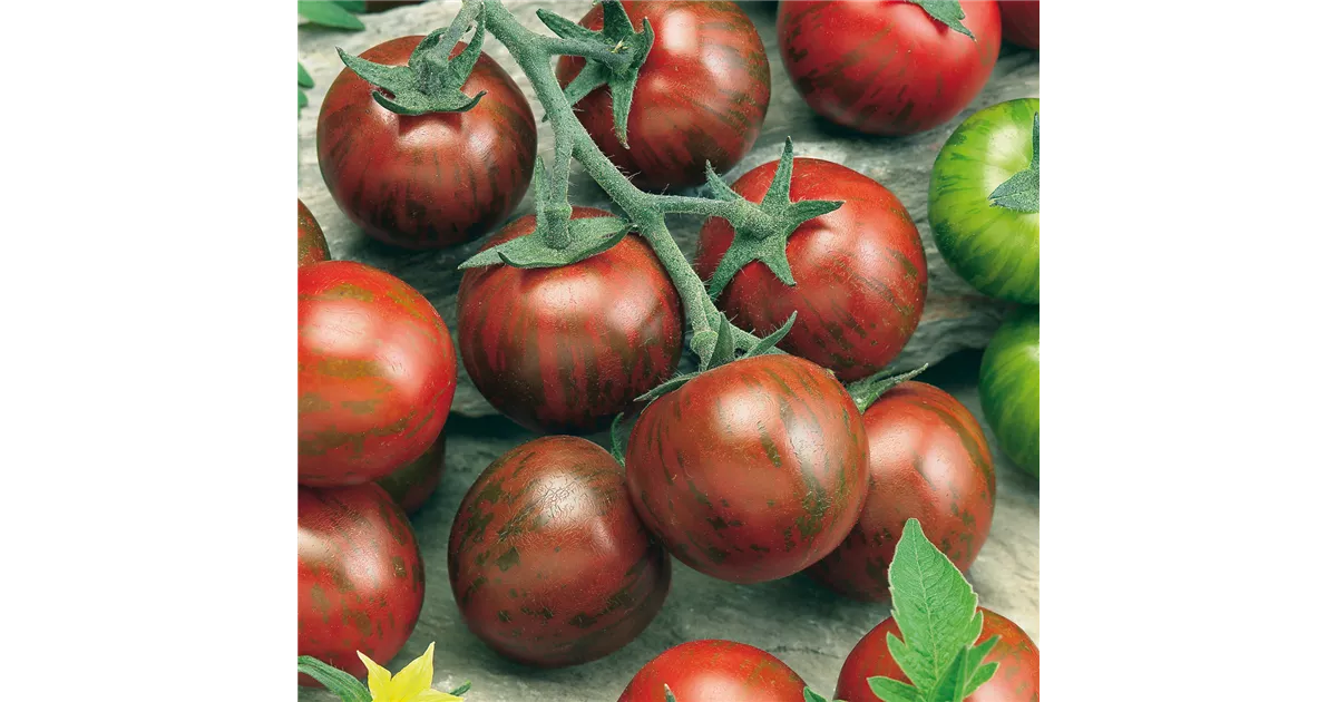 Zebra-Cocktail-Tomate Zebrino