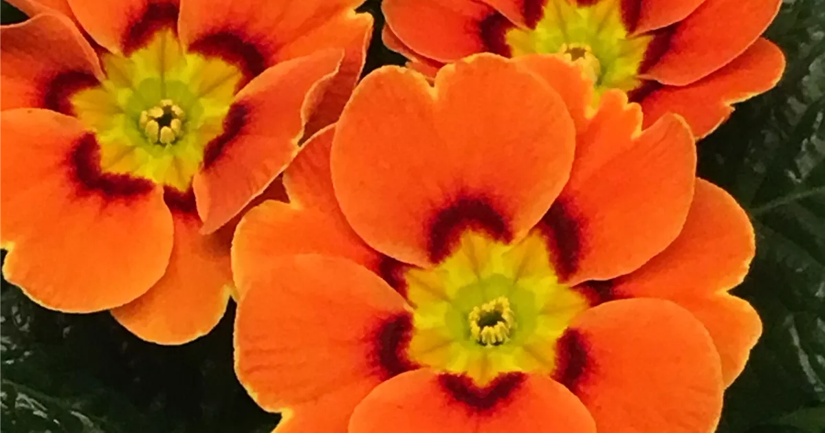 Primel acaulis, Sphinx Orange