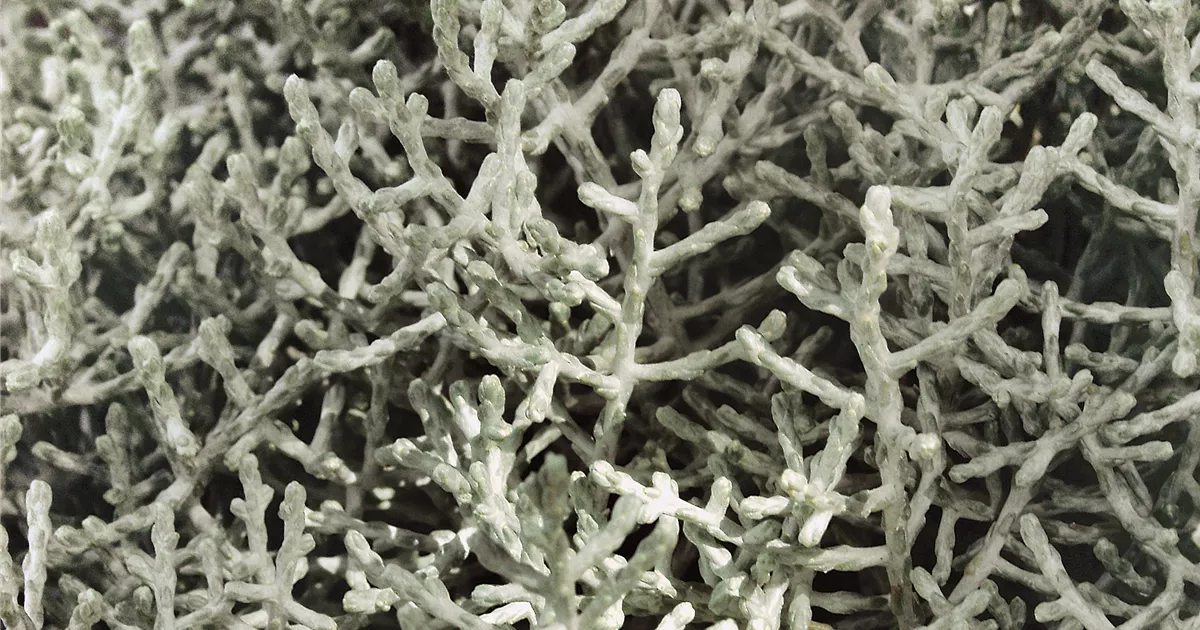Calocephalus brownii 'Silver Cloud'