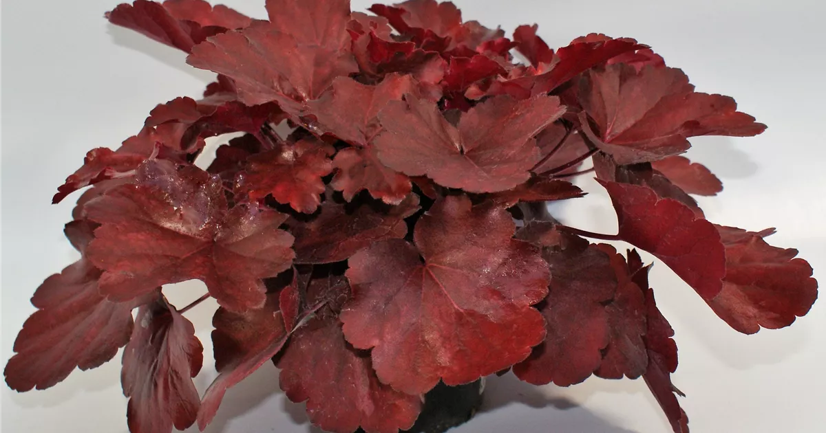 Heuchera "Royal Ruby"