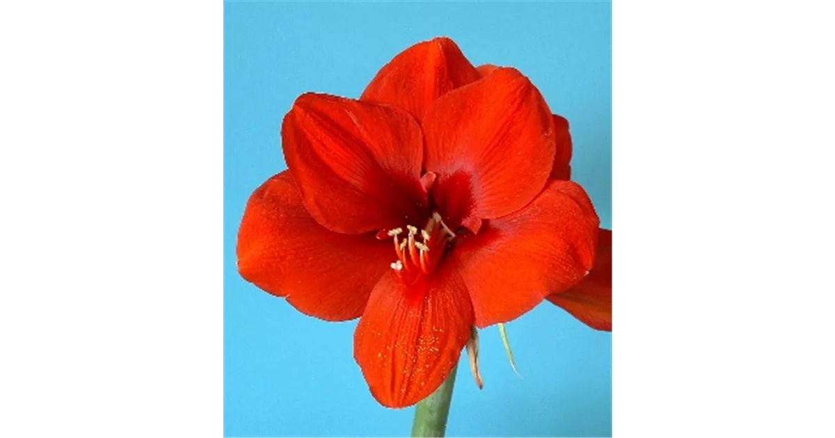 Amaryllis - Hippeastrum, rot