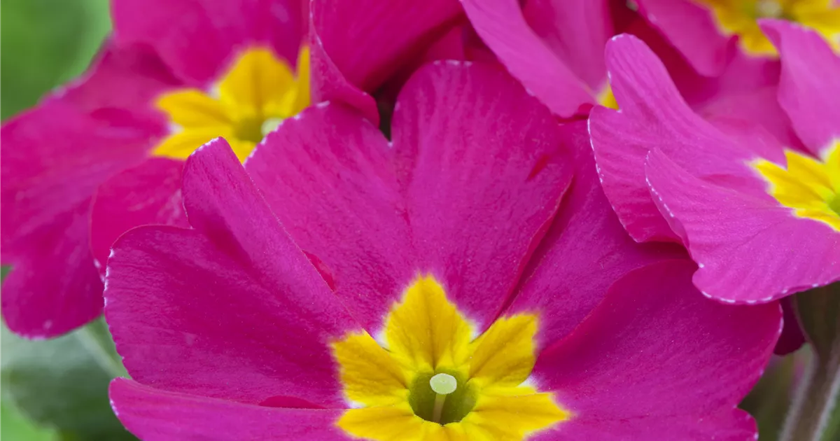 Primel acaulis, pink