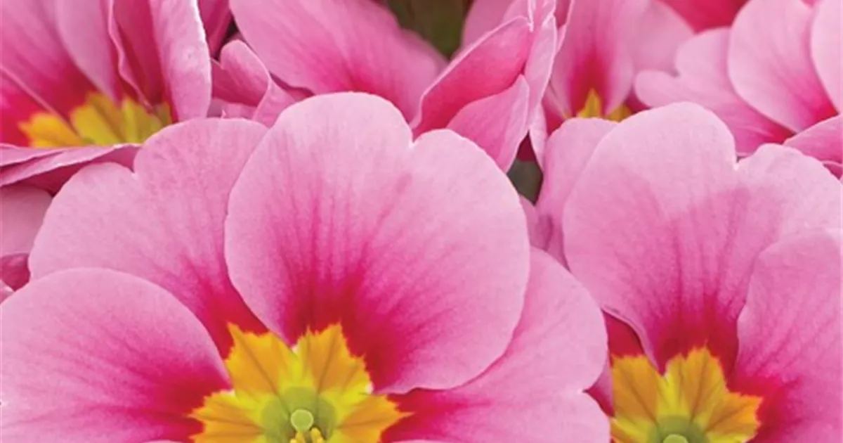Primel acaulis, rosa