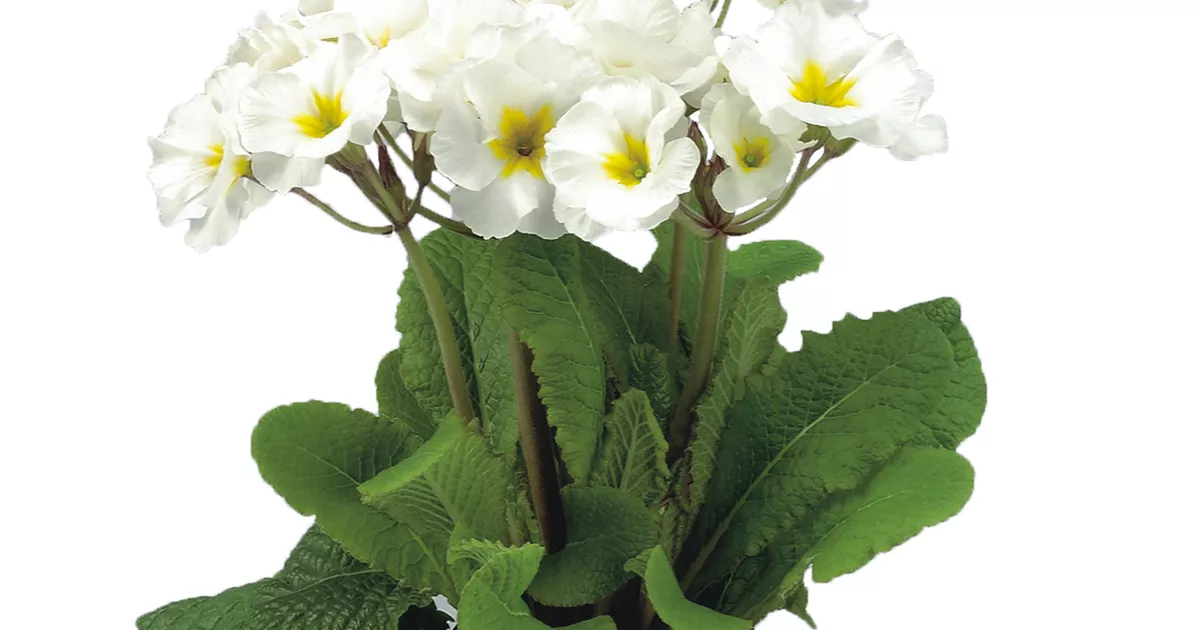 Primel 'Stella', weiß