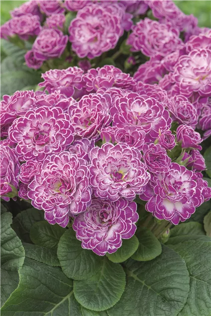 Planta De Primula Rosa