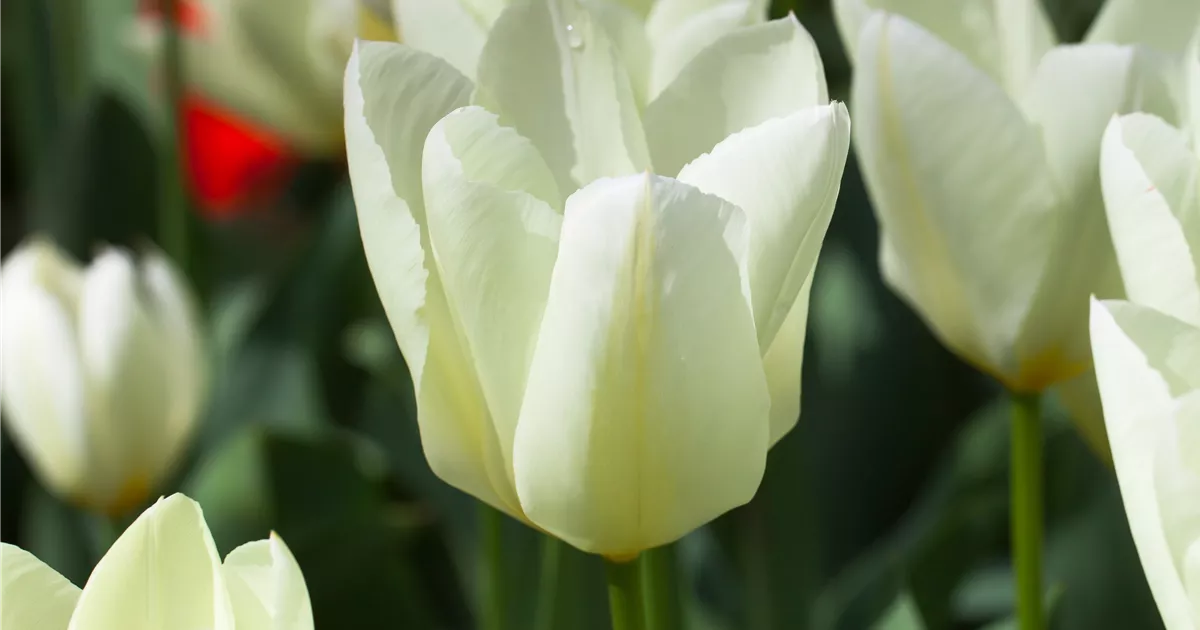 10 Blumenzwiebel - Garten-Tulpe 'Purissima'