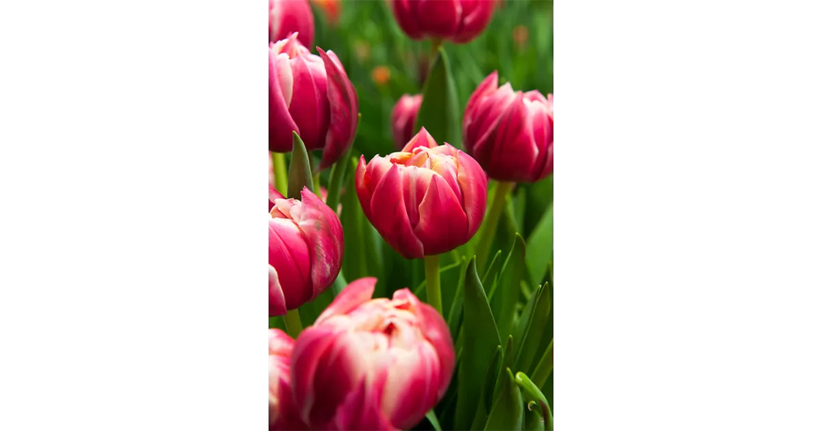 10 Blumenzwiebel - Gefüllte Tulpe 'Columbus'