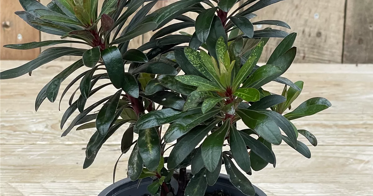 Euphorbia x martinii 'Ruby Glow'