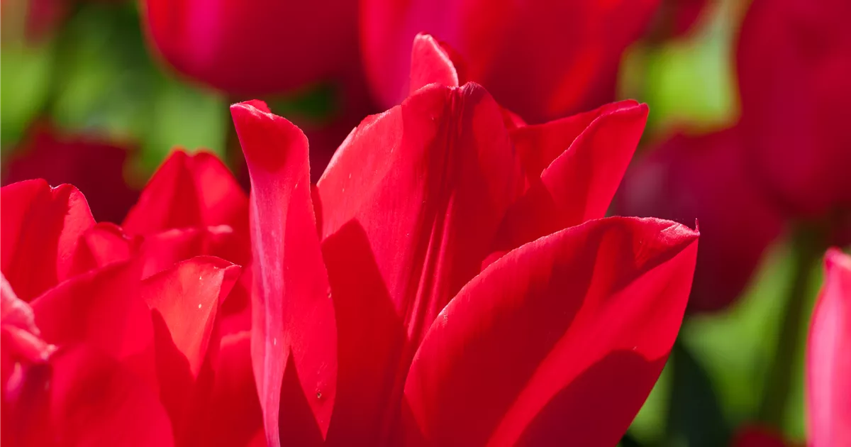 Tulpe 'Viking', gefüllte rote Blüten