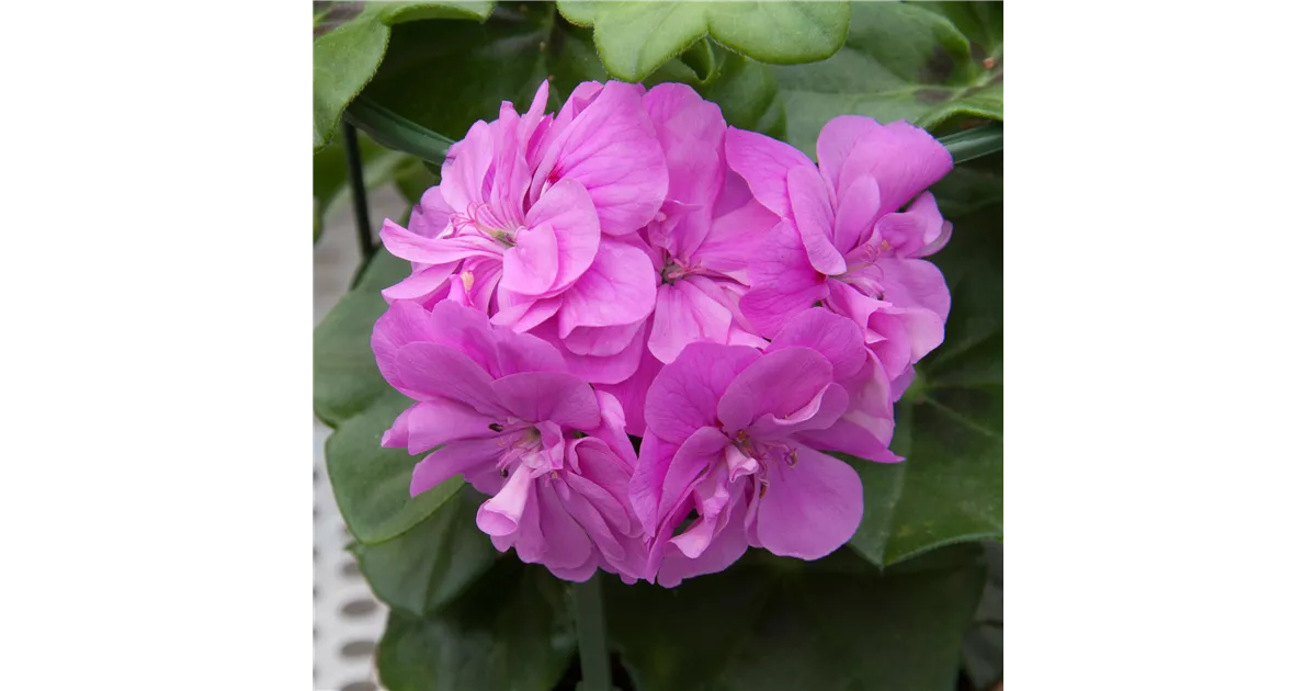 Hängegeranie 'Royal Lilac Blue', lila gefüllt